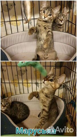 Котята в добрые руки