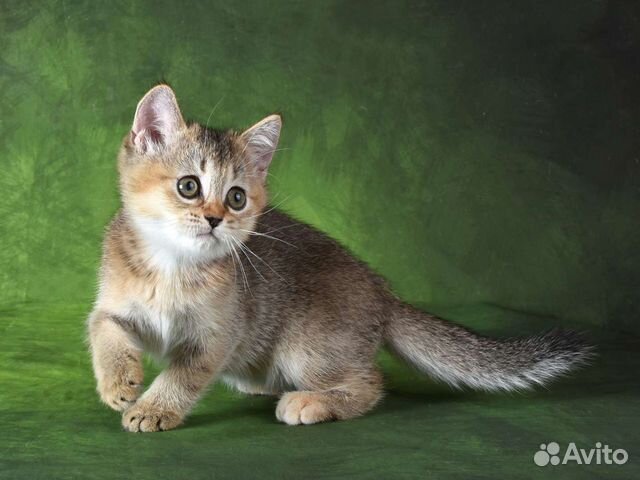 Длиннолапый манчкин