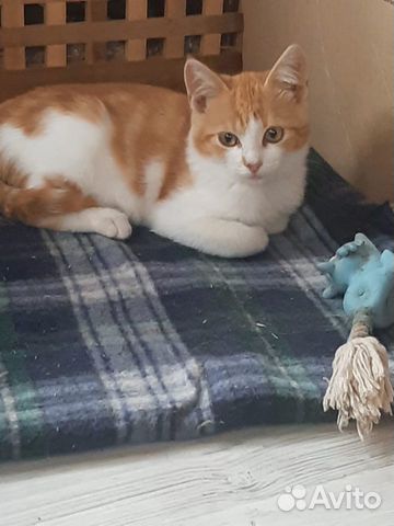 Рыжий котенок. 4 месяца. В добрые руки