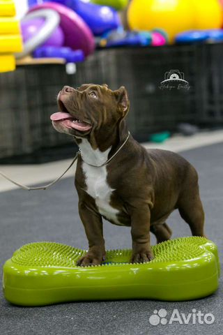 Американский булли