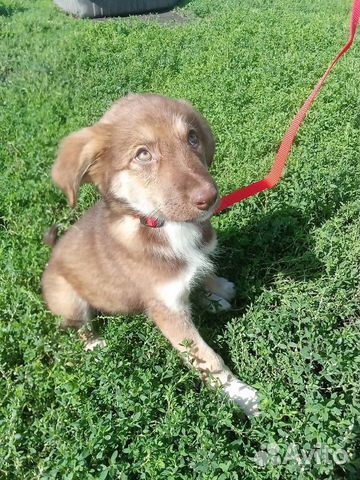 Щенок по кличке Милка в добрые руки