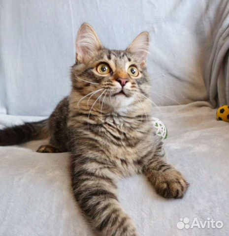 Котенок по имени Компот., 5 месяцев