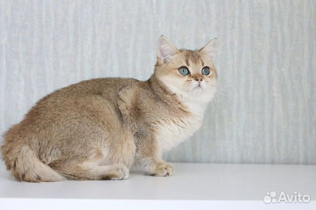 Кот золотая шиншилла