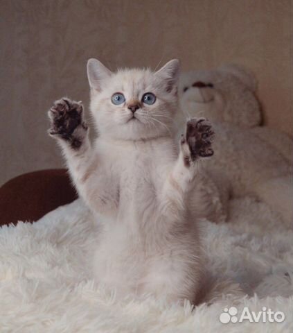 Британские котята. Колор Пойнт. Голубоглазые