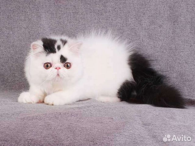 Персидский мальчик Бостон