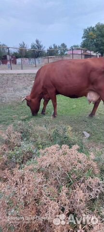 Коровы дойные молочные