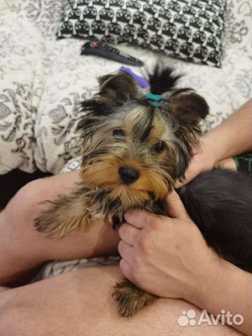 Йоркширский терьер