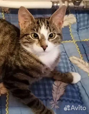 Котенок Кася