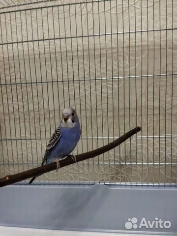 Птенцы волнистый попугай