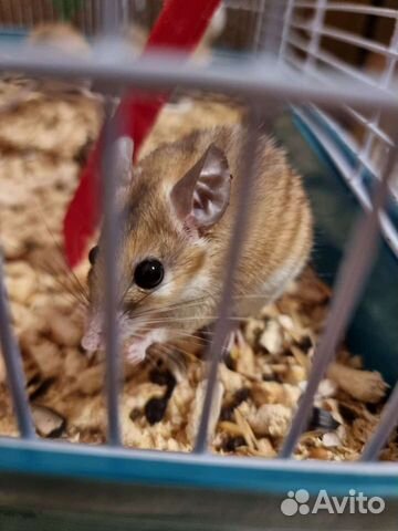 Мыши иглистые