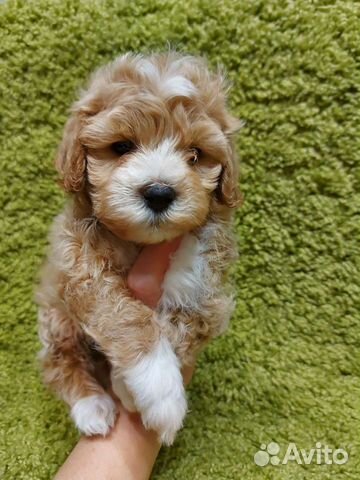 Мальтипу мальчики карамельки ф1