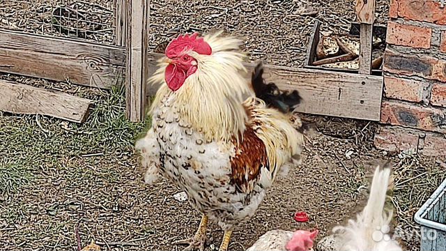 Куры несушки 9шт и Петух