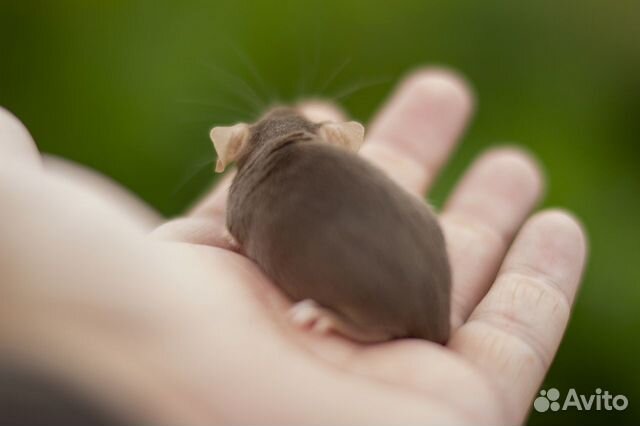 Мышка молочный шоколад, девочка