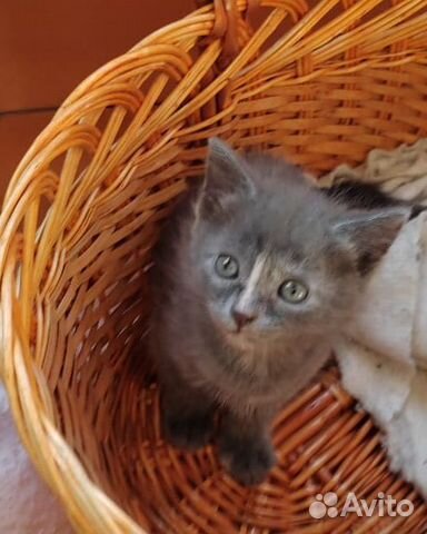 Серенький котенок Бьянка, ищет дом, 1.5 мес