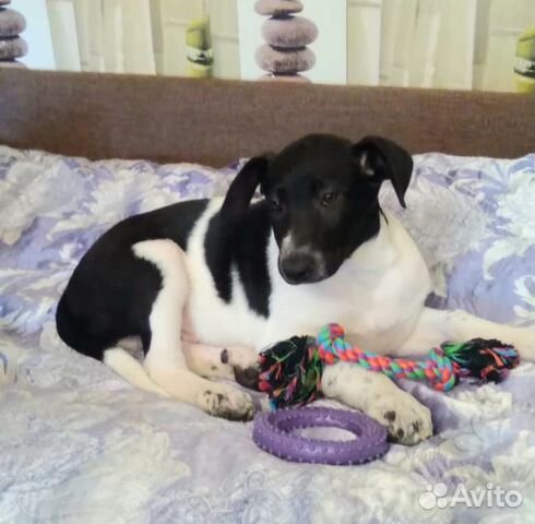 Рэй, 3 месяца, в дар в добрые руки