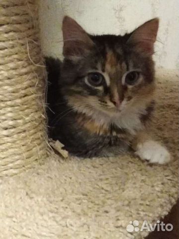 Котеночек Ася, 3 месяца