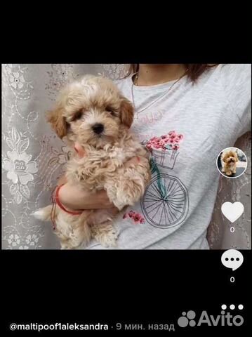 Мальтипу Ф1 Карамель -зефир