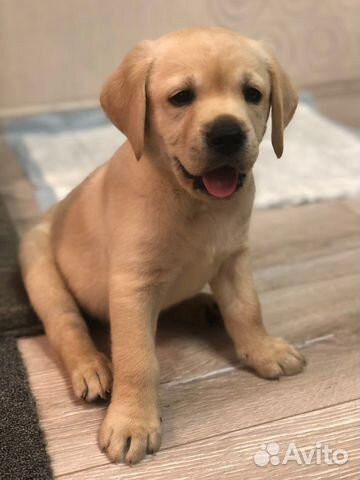 Щенок лабрадора