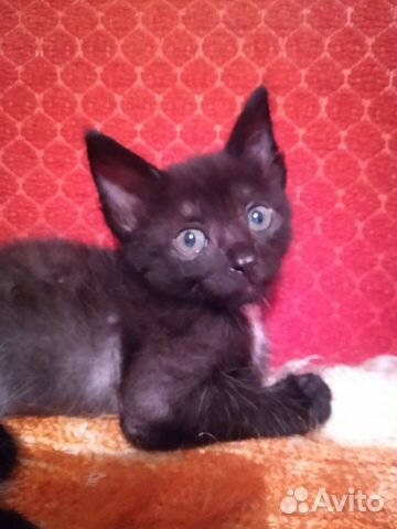 Котенок Чарли