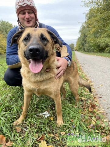 Молодой пес в добрые руки. Малышу год