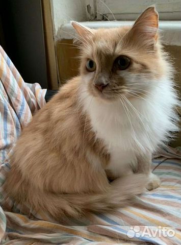 Ласковая Лисичка Алиса