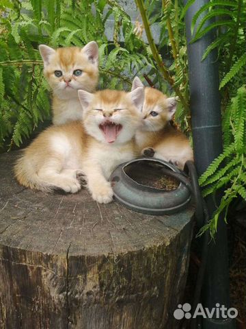 Котята золотая шиншила