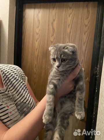 Шотландская