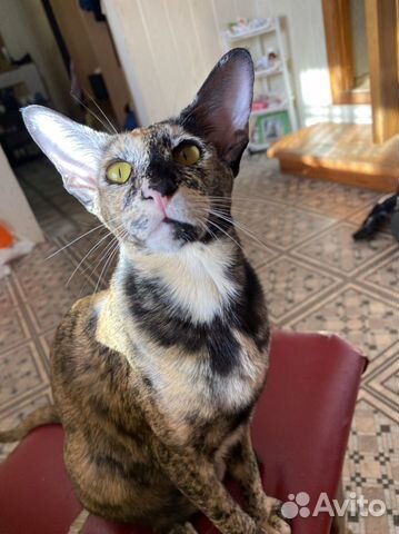 Ориентальная