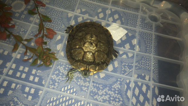 Черепаха