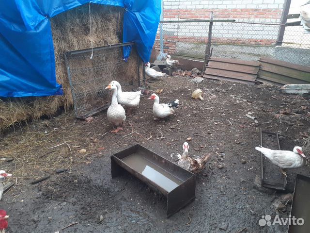 Гуси и Утки