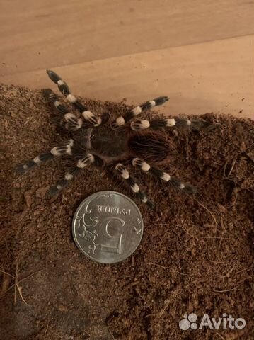 Acanthoscurria geniculata