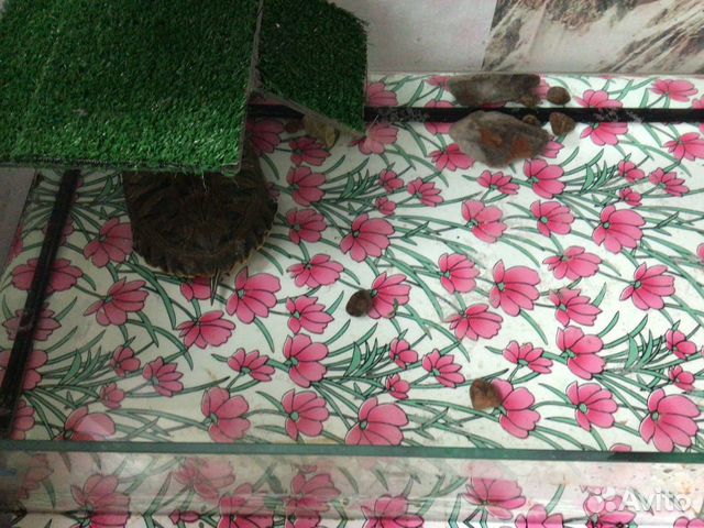 Красноухая черепаха с аквариумом