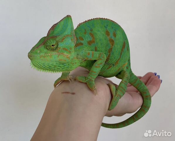 Хамелеоны и эублефары