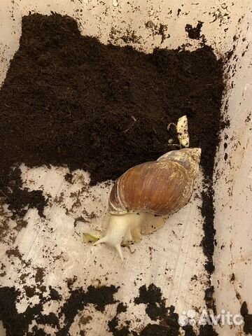 Улитка ручная