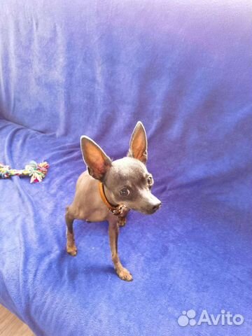 Нечто лысое с хохолком