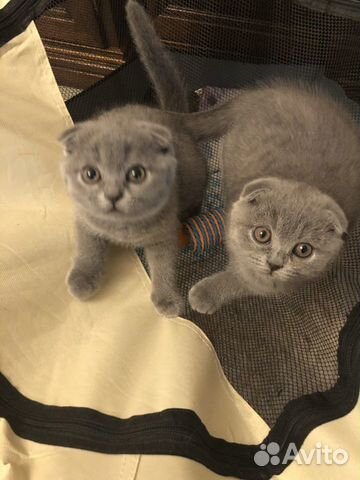 Шотландские вислоухие котята