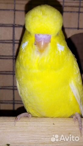 Лимончик, птенчик, ввп,чех