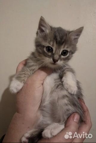 SOS маленькие котята дачники 1,5 месяца ищут дом