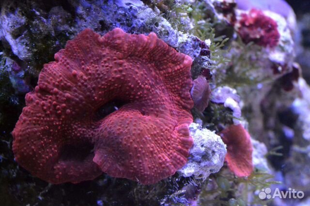 Дискоактиния красная