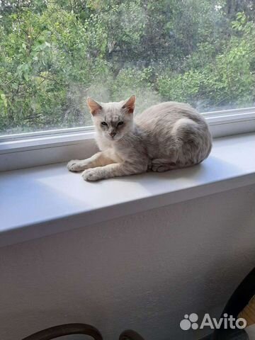 Сиамский котик