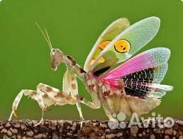 Индийский цветочный богомол