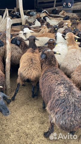 Эдельбаи(матки )