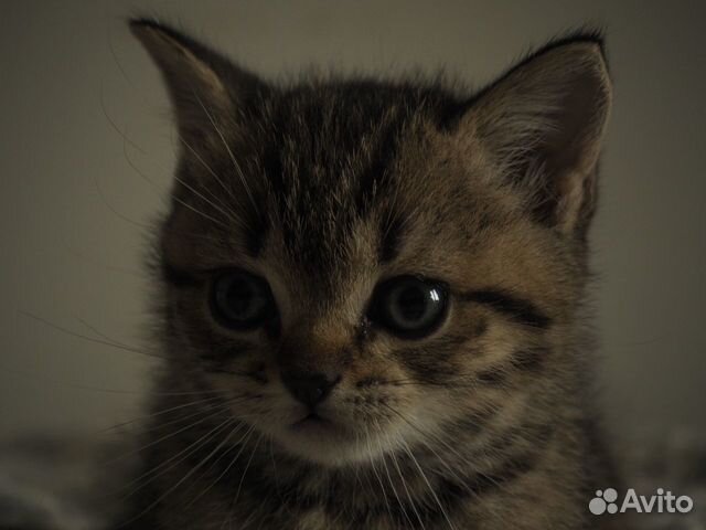 Короткошерстная котёнок девочка