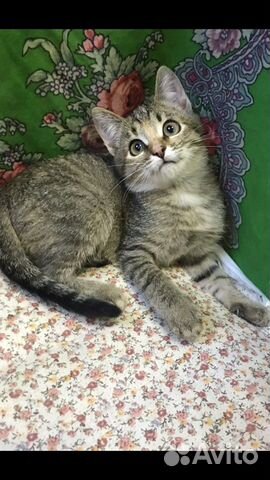 Котёнок (девочка 7 недель)