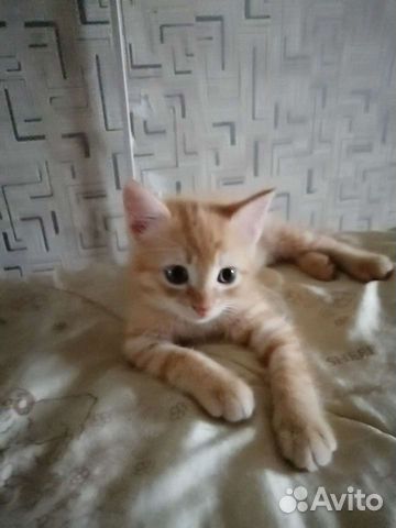 Кошки в добрые руки