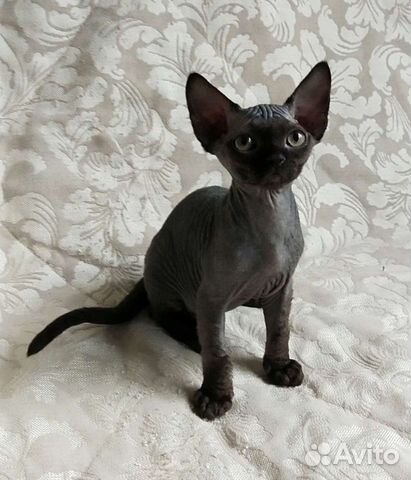 Черный принц девон-рекс