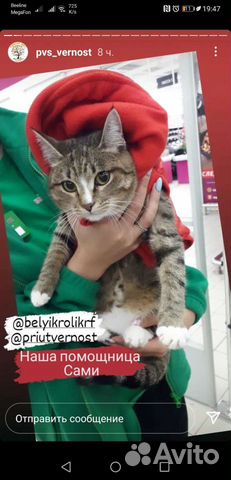 Отдам в добрые руки