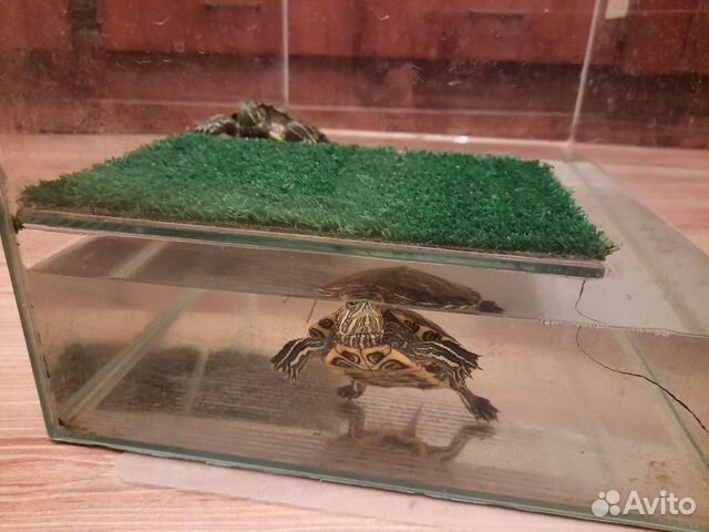Красноухая черепаха с аквариумом