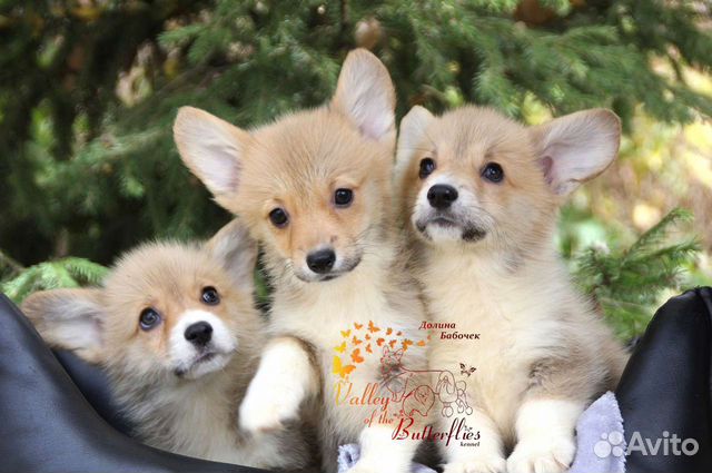 Вельш-корги пемброк