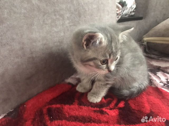 Котенок